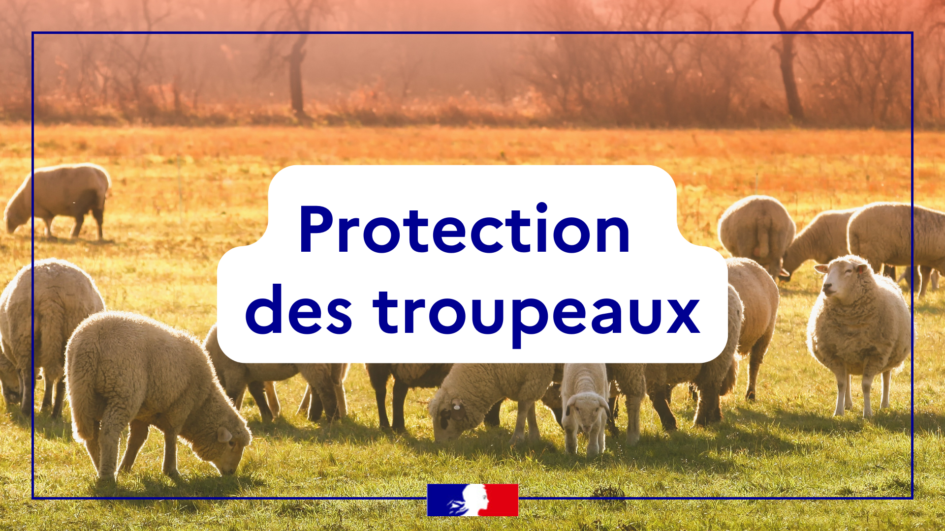 Ensemble, protégeons nos troupeaux et valorisons notre patrimoine local ...